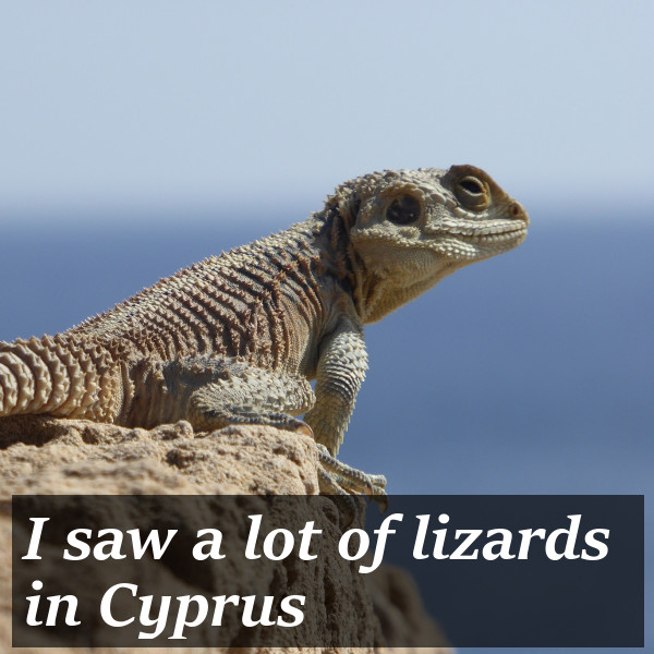 I saw so many lizards in Cyprus! – I Am A Polar Bear