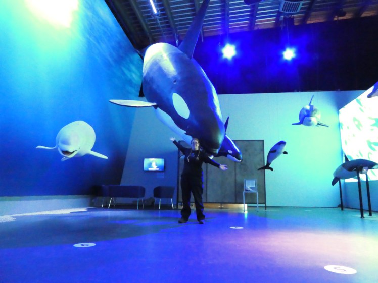 I met a whale! (at Whales of Iceland) – I Am A Polar Bear